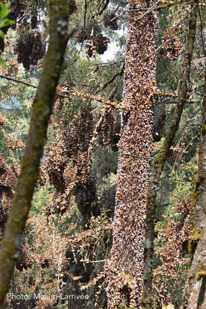 What do monarchs do during winter? – Mission Monarque