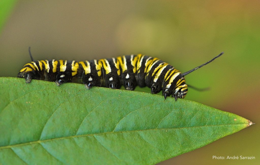 Mission Monarch