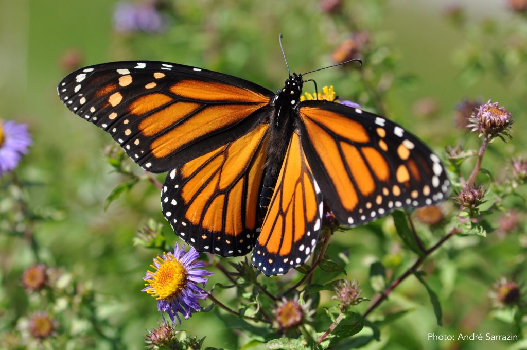 The Monarch and the Painted lady: do you know how to differentiate them ...