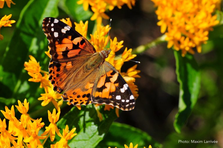 The Monarch and the Painted lady: do you know how to differentiate them ...