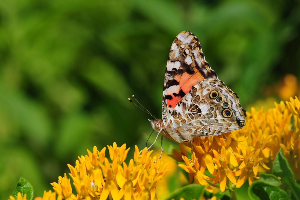 The Monarch and the Painted lady: do you know how to differentiate them ...