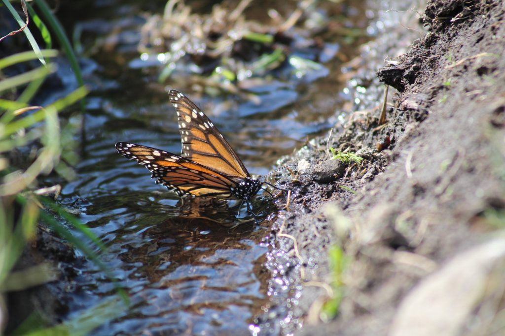 What do monarchs do during winter? – Mission Monarque